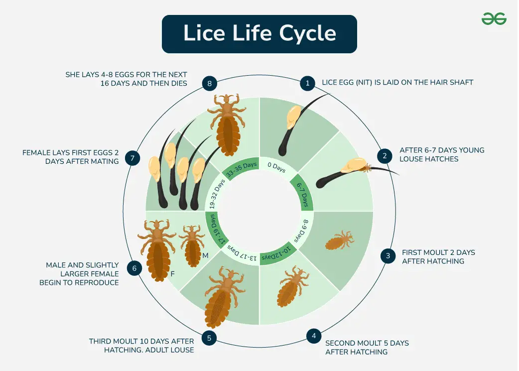 Beginners Guide To Understanding Lice Nits Life Cycle Lice Nits