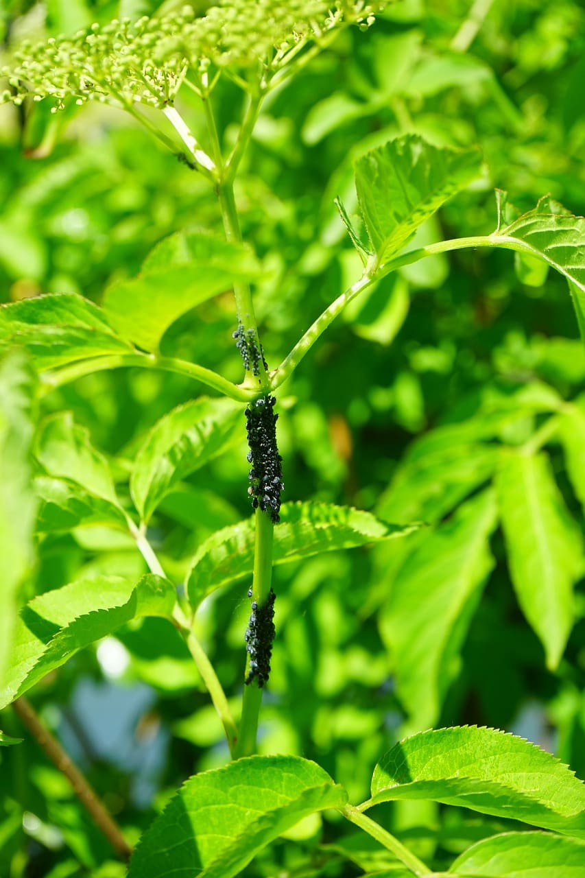 Diy Lice Prevention Treatments Lice Nits